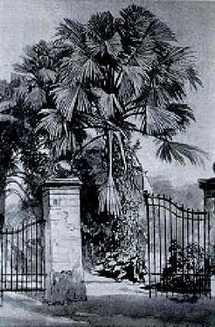 Parkeingang mit grosser Palme by Leopold Rothaug on artnet