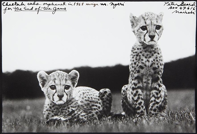 Cheetah cubs orphaned at Mweiga nr. Nyeri for The End of the Game by ...