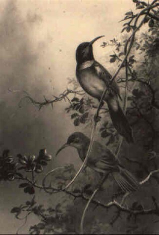 Humming birds by David Morrison Reid Henry on artnet