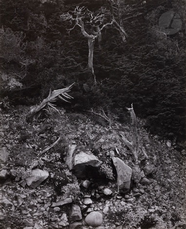 Point Lobos, 1946. by Edward Weston on artnet