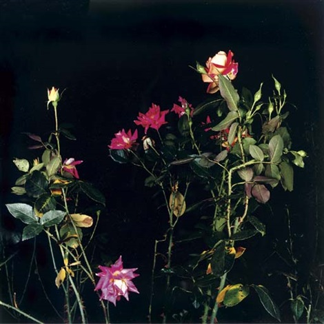 The rose gardens Orange I by Sarah Jones on artnet