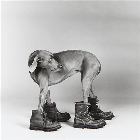 Fay Ray by William Wegman on artnet