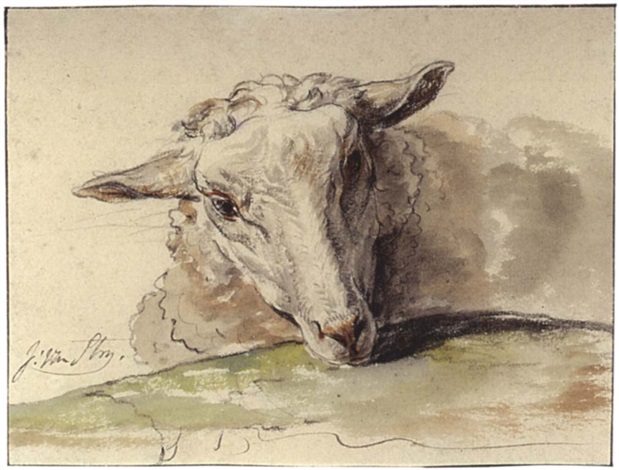 Study of the head of a sheep by Jacob van Stry on artnet