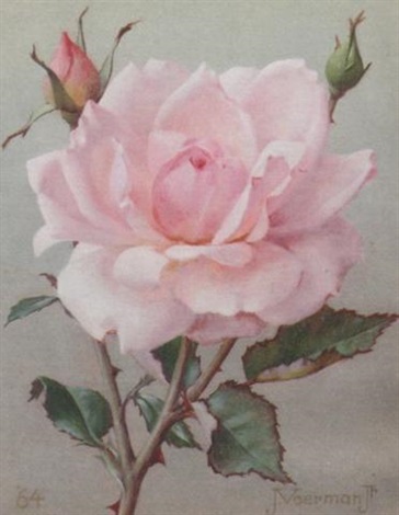Pink rose by Jan Voerman Jr. on artnet