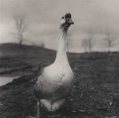 Goose, Germantown by Peter Hujar on artnet