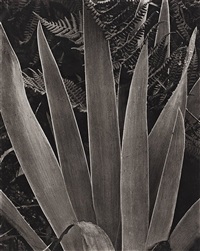 Paul Strand | Artnet | Page 15