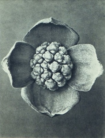 Six plant studies from Wundergarten der Natur by Karl Blossfeldt on artnet