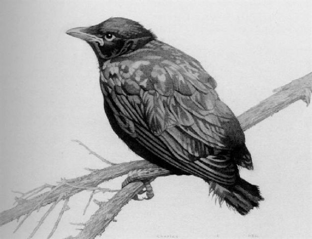 Young crow by Charles Emile Heil on artnet