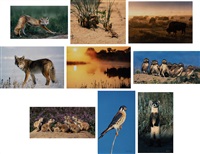 Wendy Shattil and Bob Rozinski | Artnet