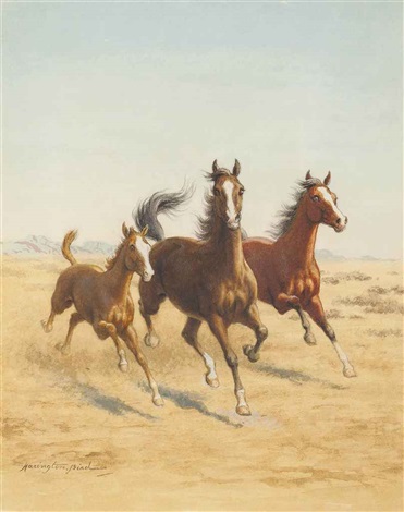 Wild Arabian Horses In The Desert