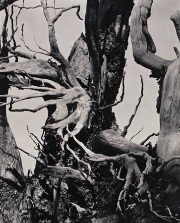 Blasted tree, Colorado by Paul Strand on artnet