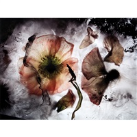 Mario Carrieri | Artnet