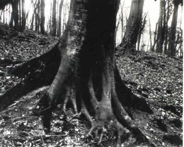STUDY OF TREE ROOTS by Eugène Atget on artnet