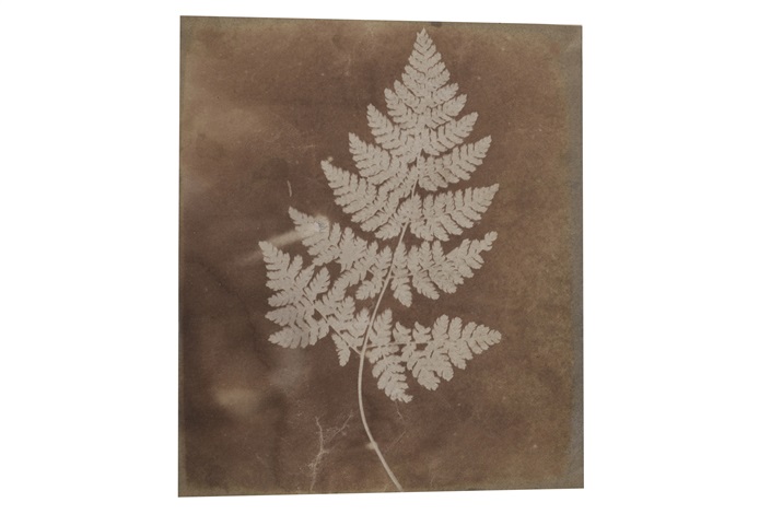 PHOTOGENIC DRAWINGS OF FERNS c.1847 - 1852 by William Henry Fox Talbot ...