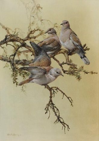 Collarded doves, three birds on a branch by Edwin Penny on artnet