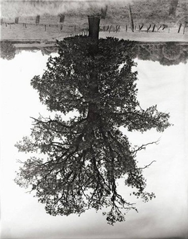 Flanders trees by Rodney Graham on artnet