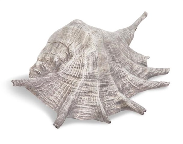 FEDERICO BUCCELLATI STERLING SILVER CLAD SPIDER CONCH SHELL by Federico ...
