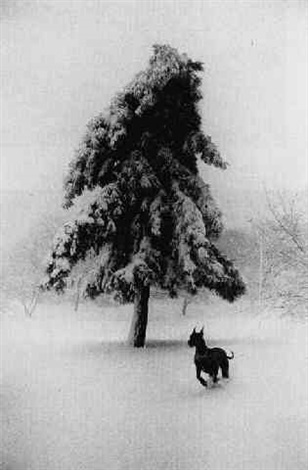 Dog in Central Park by Garry Winogrand on artnet