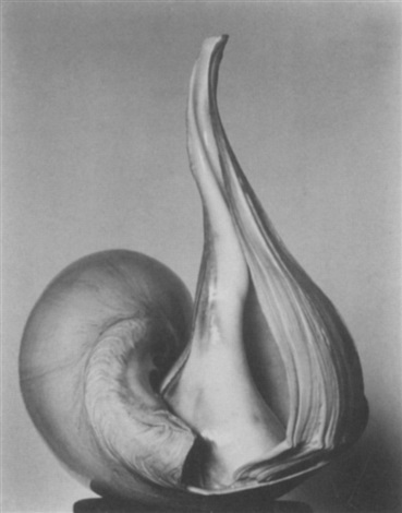 Shell by Edward Weston on artnet