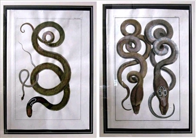 Snakes 2 works by Albertus Seba on artnet