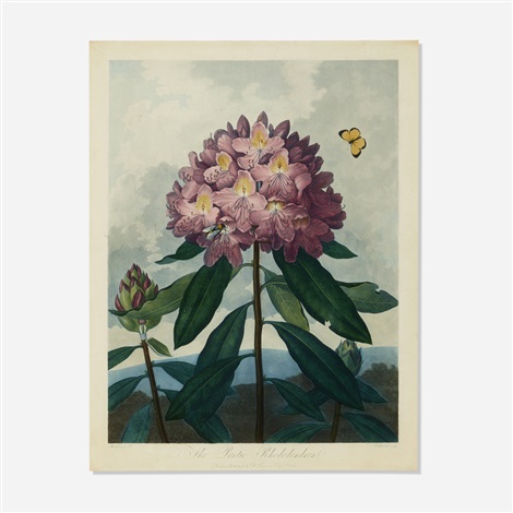 Pontic Rhododendron plate 25 from the Temple of Flora by Robert John ...