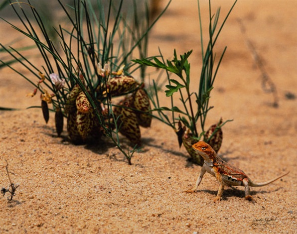 Prairie Vision Images from a Sea of Grass 2002 Twenty Color Photographs ...