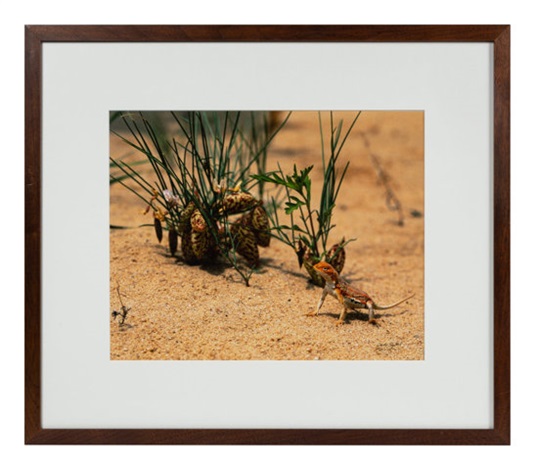 Prairie Vision Images from a Sea of Grass 2002 Twenty Color Photographs ...