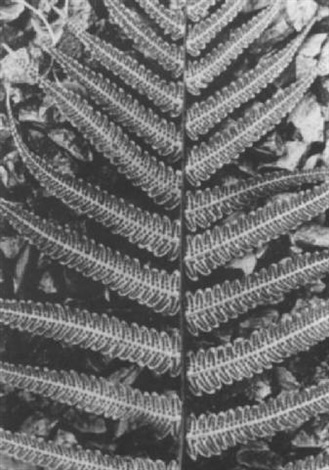 Filicinae Nephrodium molle by Albert Renger-Patzsch on artnet