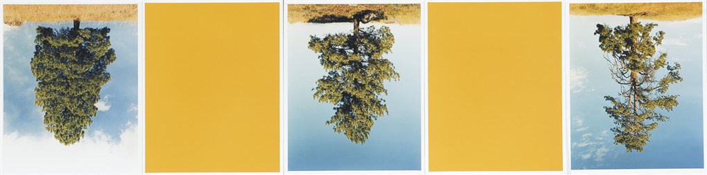 Ponderosa pines, Princeton B.C., cat hi-way yellow by Rodney Graham on ...