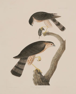 Sharp shinned hawk, plate CCCLXXIV by John James Audubon on artnet