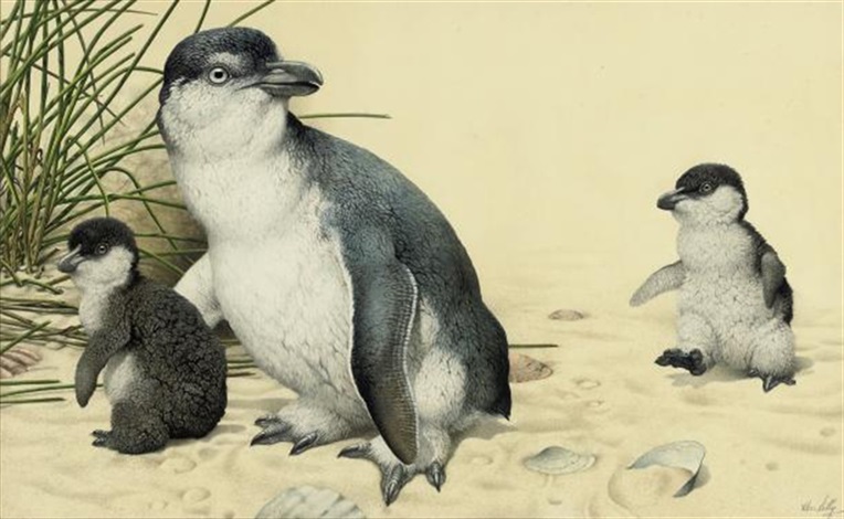A king penguin with her chicks by Kenneth Lilly on artnet