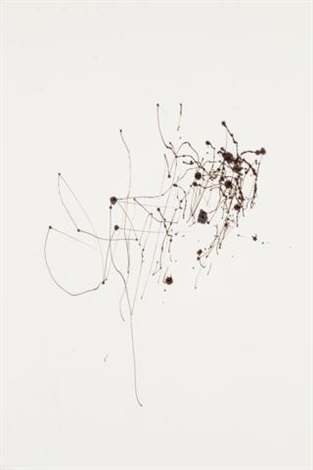 TREE DRAWING - ALDER ON EASEL 2 by Tim Knowles on artnet
