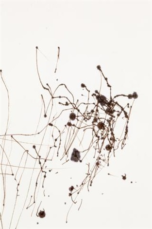 TREE DRAWING - ALDER ON EASEL 2 by Tim Knowles on artnet