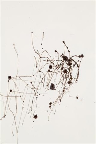 TREE DRAWING - ALDER ON EASEL 2 by Tim Knowles on artnet