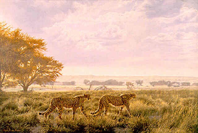 Kalahari Morning - November by Paul Augustinus on artnet