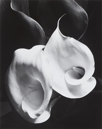 Imogen Cunningham | Artnet