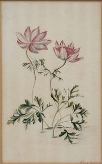 Alida Withoos | Artnet