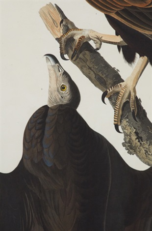 Turkey Buzzard, Cathartes Aura, Male 1, Young 2, No. 31, Plate CLI 151 ...