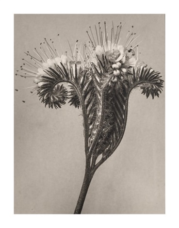 Four images of plants by Karl Blossfeldt on artnet