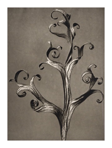 Four images of plants by Karl Blossfeldt on artnet