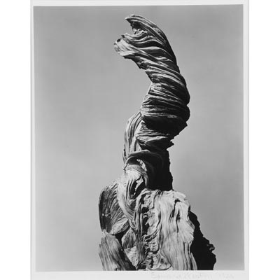 Edward Weston American, 1886-1958 by Edward Weston on artnet