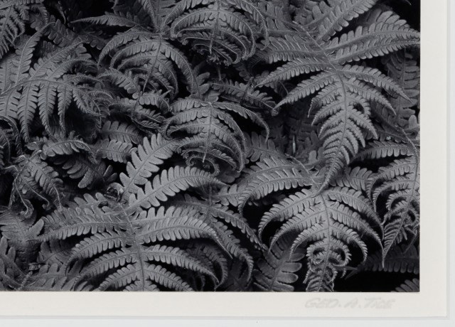 Ferns, Peekamoose, New York by George Tice on artnet