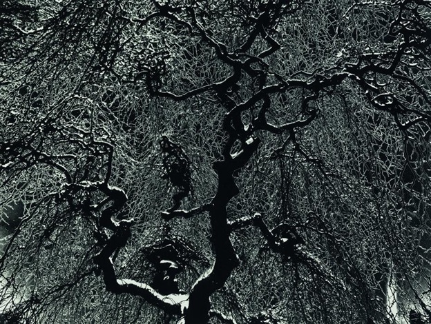 Mein Binger Baum im Winterlicht by Franz Toth on artnet