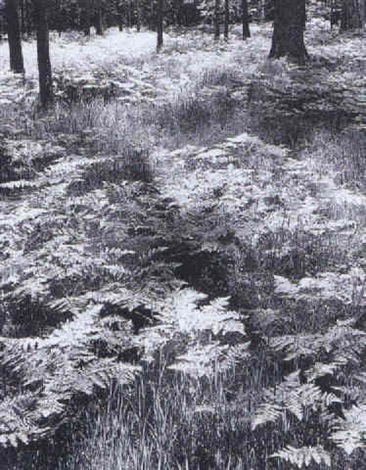 Ferns by Ansel Adams on artnet