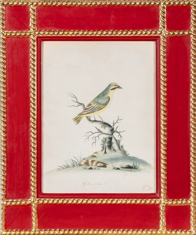 Four hand-colored engravings from Portraits of the Curious Exotic Birds ...