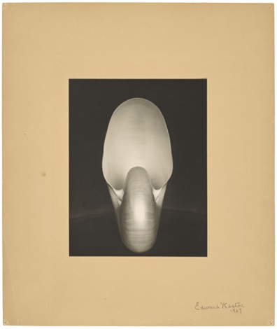Shell Nautilus, 1927 by Edward Weston on artnet