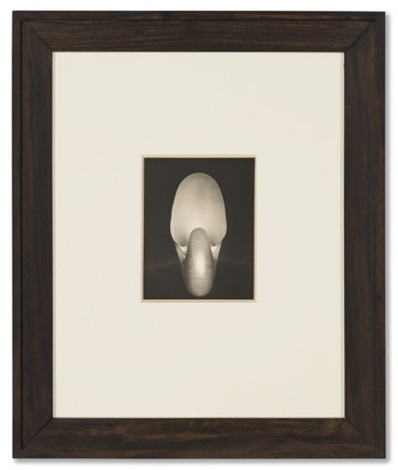 Shell Nautilus, 1927 by Edward Weston on artnet