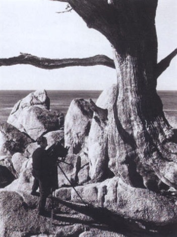 Edward Weston, Point Lobos by Willard van Dyke on artnet