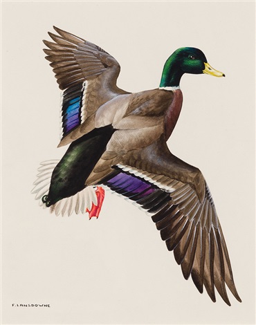 Mallard Duck by James Fenwick Lansdowne on artnet