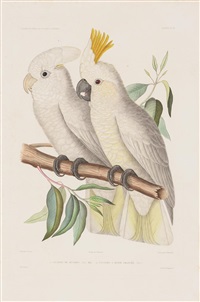 Dumont D' Urville | Artnet